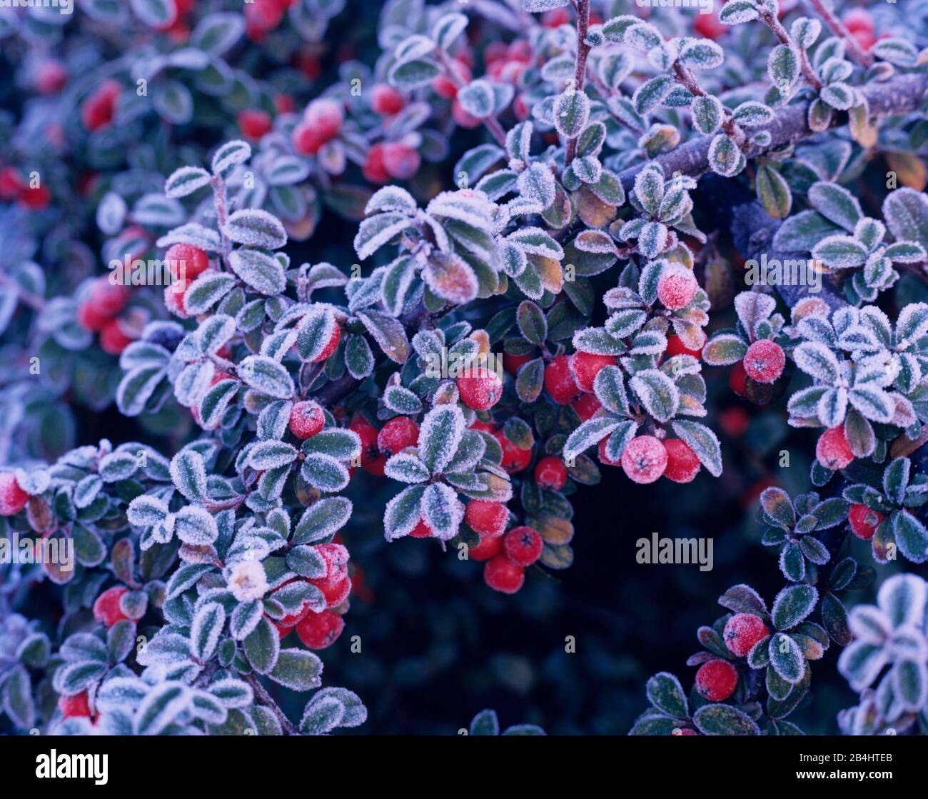 Cotoneaster decorus hi-res stock photography and images - Alamy