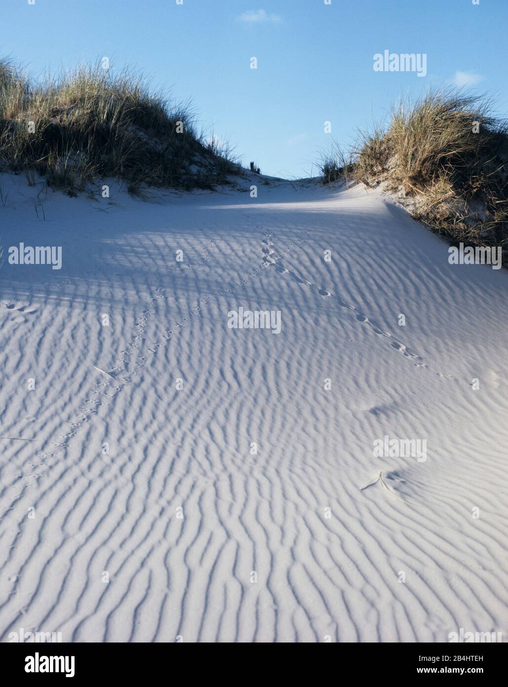 North Sea, sand dune Stock Photo - Alamy