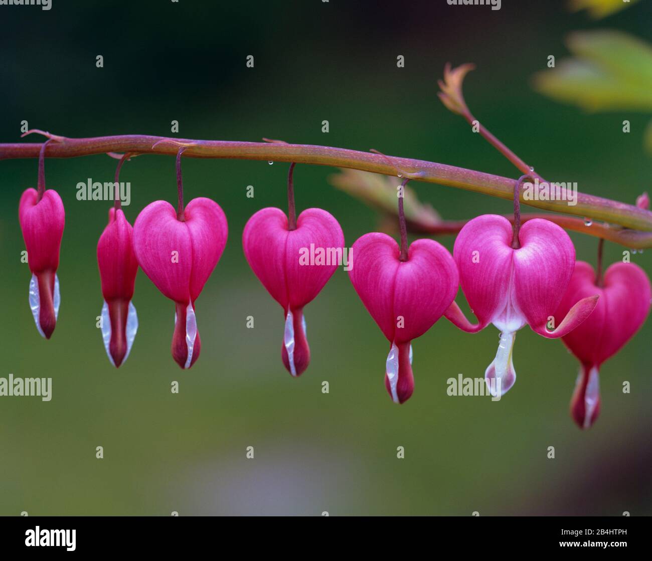 Crying heart hi-res stock photography and images - Alamy