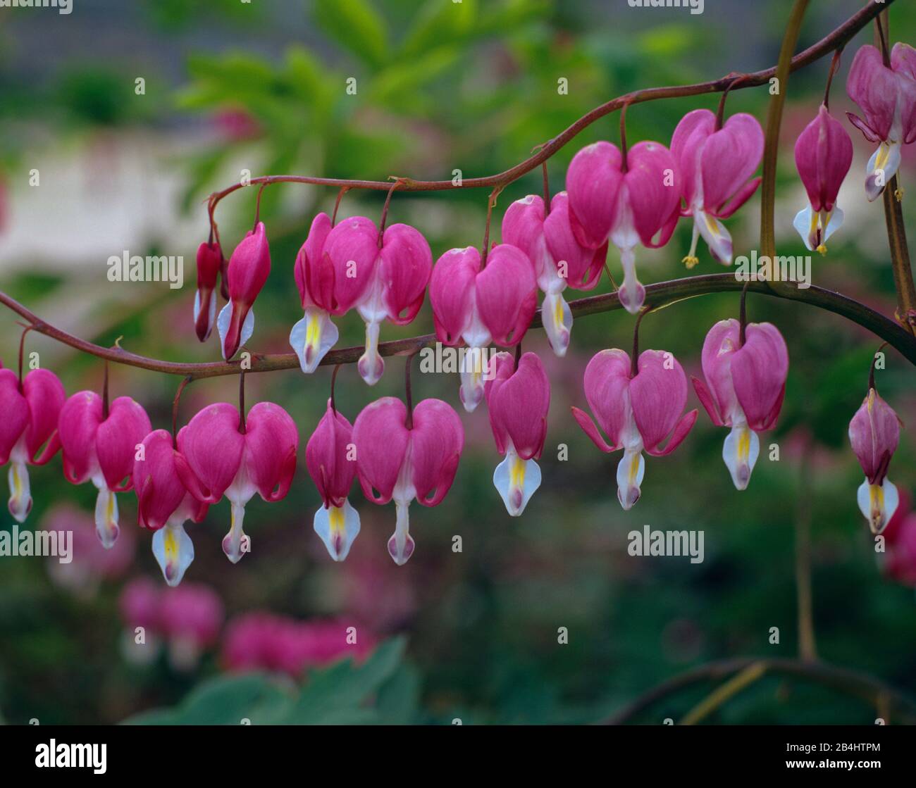 Crying heart hi-res stock photography and images - Alamy