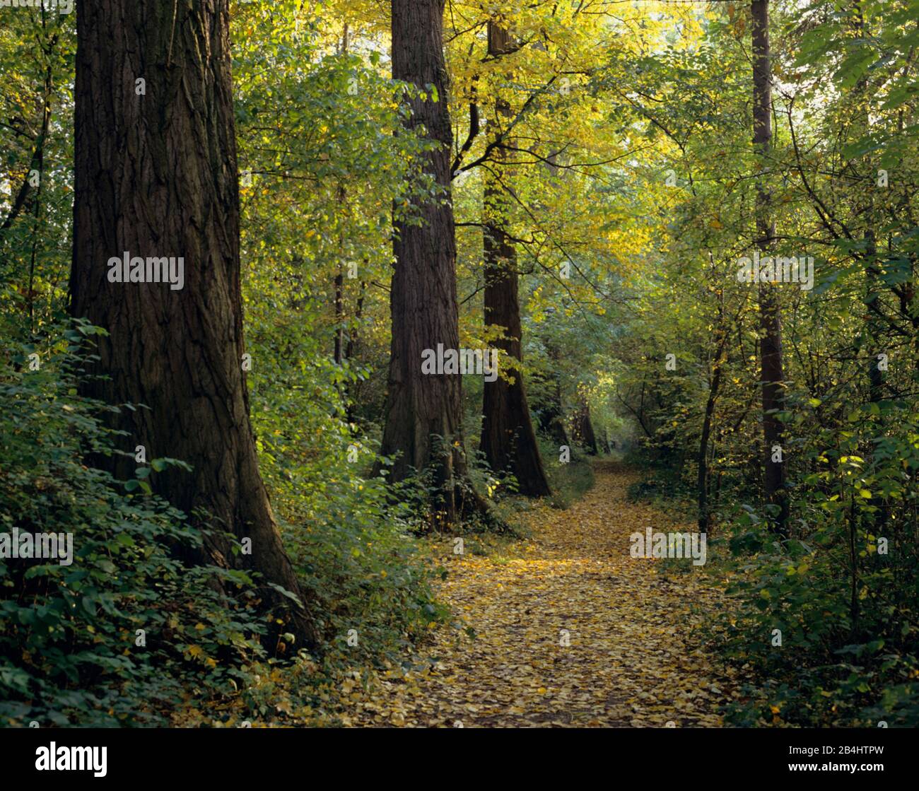 Spruce image hi-res stock photography and images - Alamy