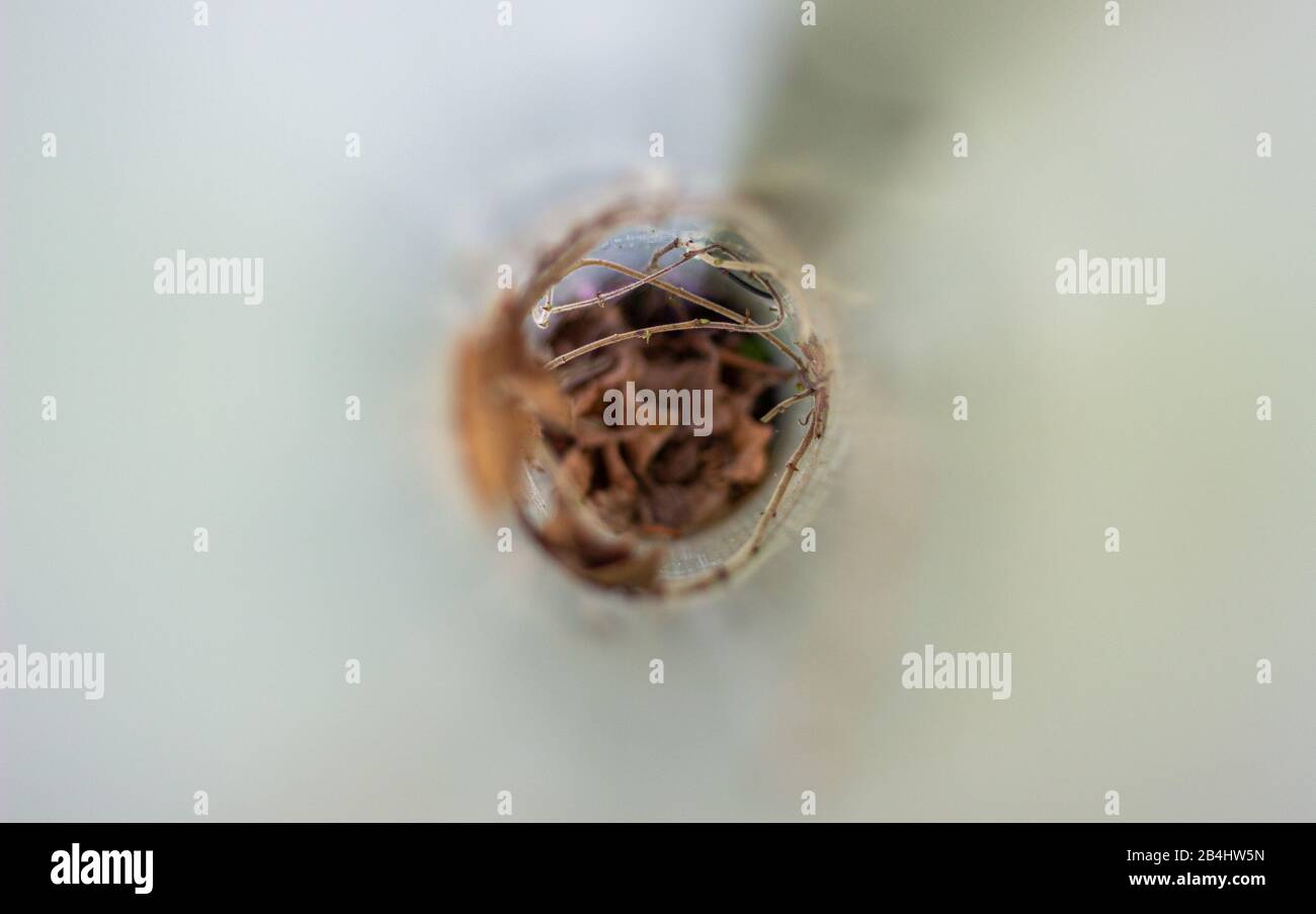 Tree sproutling growing inside a plastic tube, Tyrebagger Stock Photo ...
