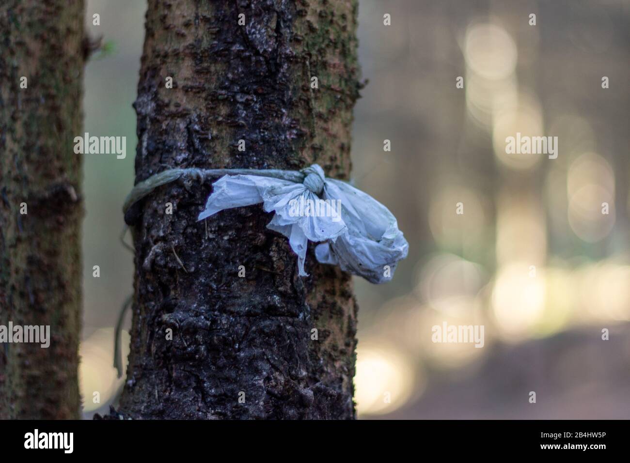Strapped To Tree High Resolution Stock Photography and Images - Alamy