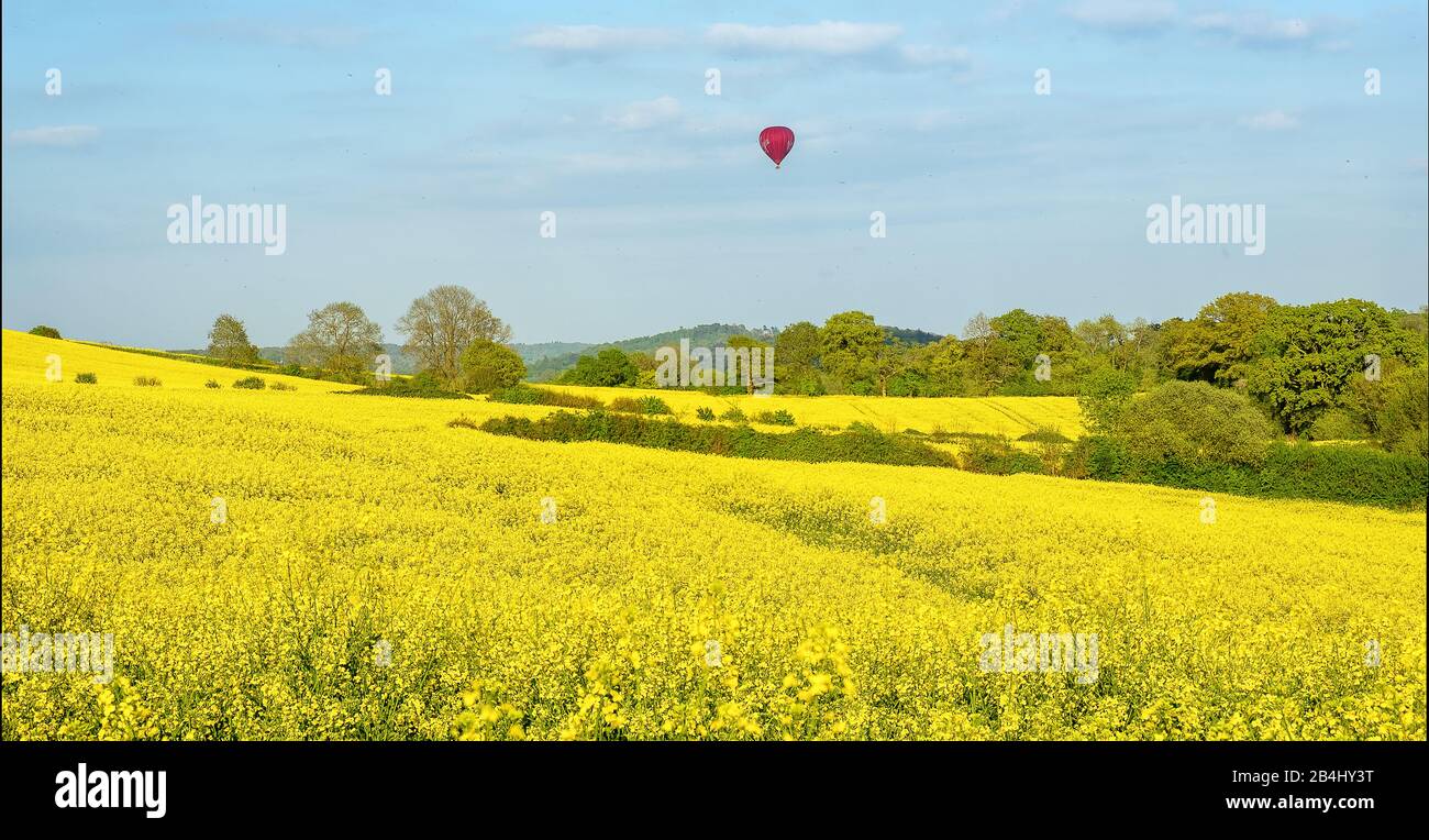 Rapeseed fields england hi-res stock photography and images - Alamy