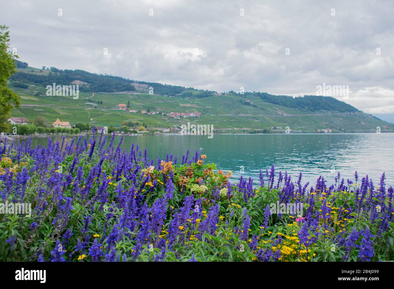 Flowers blooming in Cully, lakeshore, Vaud, Zwitzerland Stock Photo - Alamy