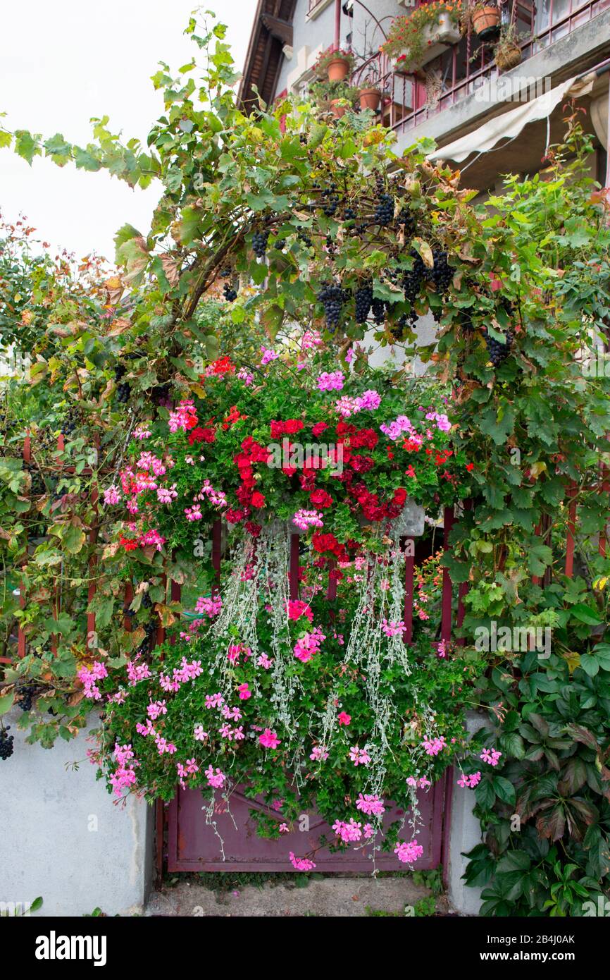 Swiss village flower hi-res stock photography and images - Alamy
