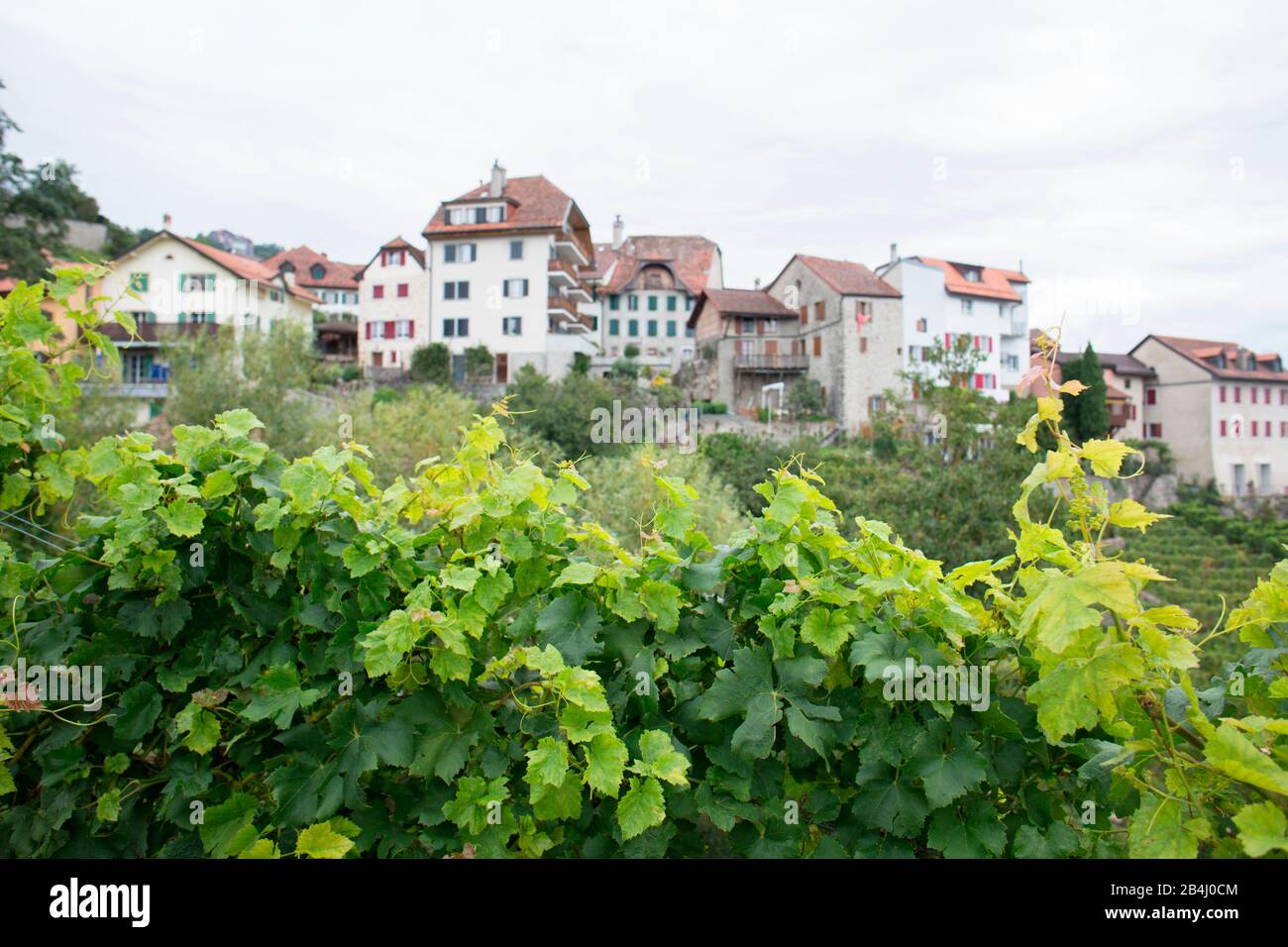 Vines on terrace hi-res stock photography and images - Alamy