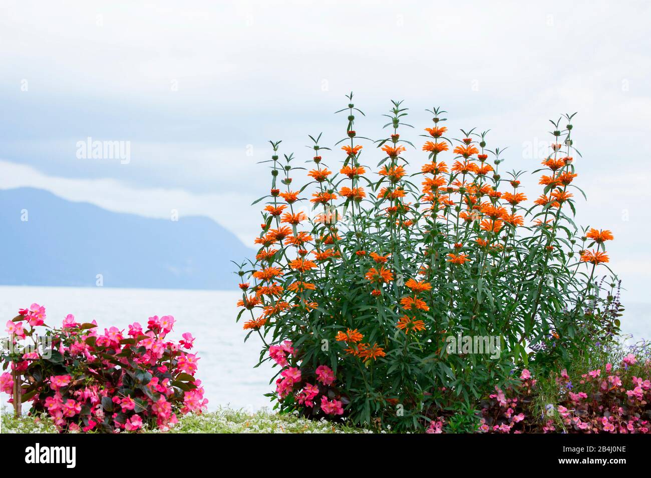 Riviera Of Flowers High Resolution Stock Photography and Images - Alamy