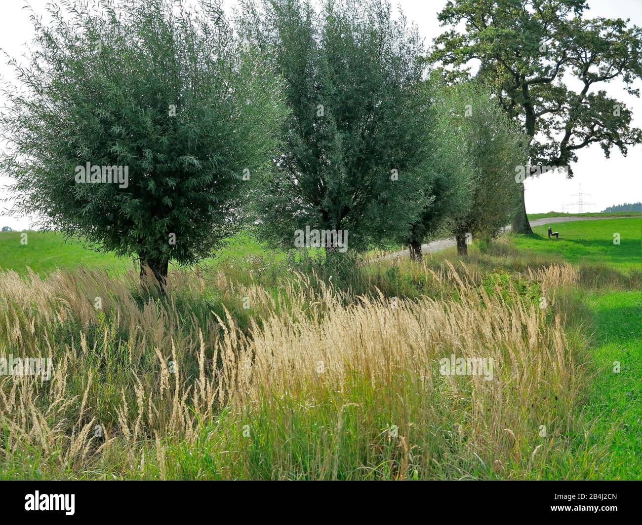 Pollard willow tree hi-res stock photography and images - Alamy