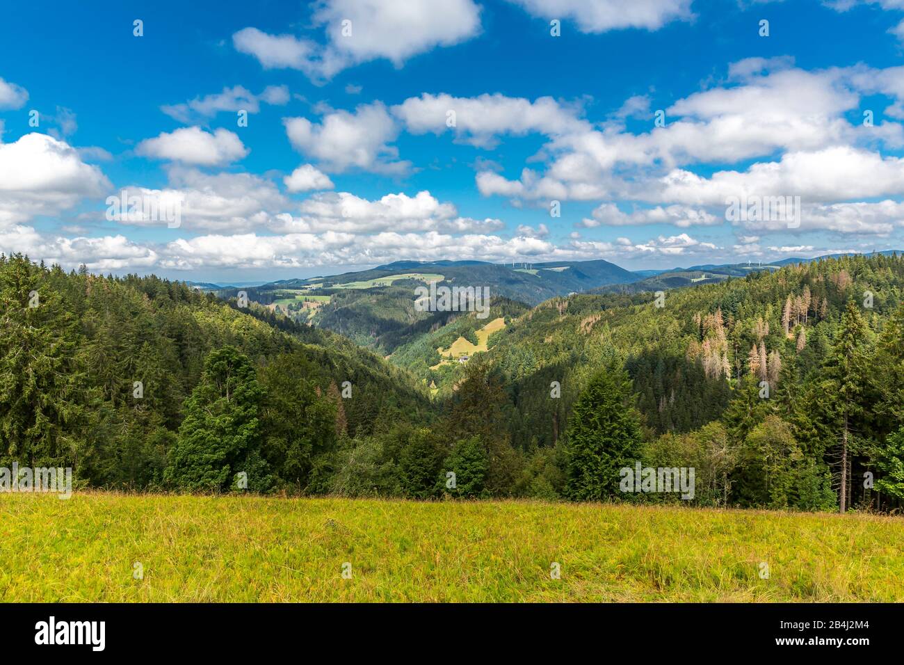 Baum der blumen hi-res stock photography and images - Alamy