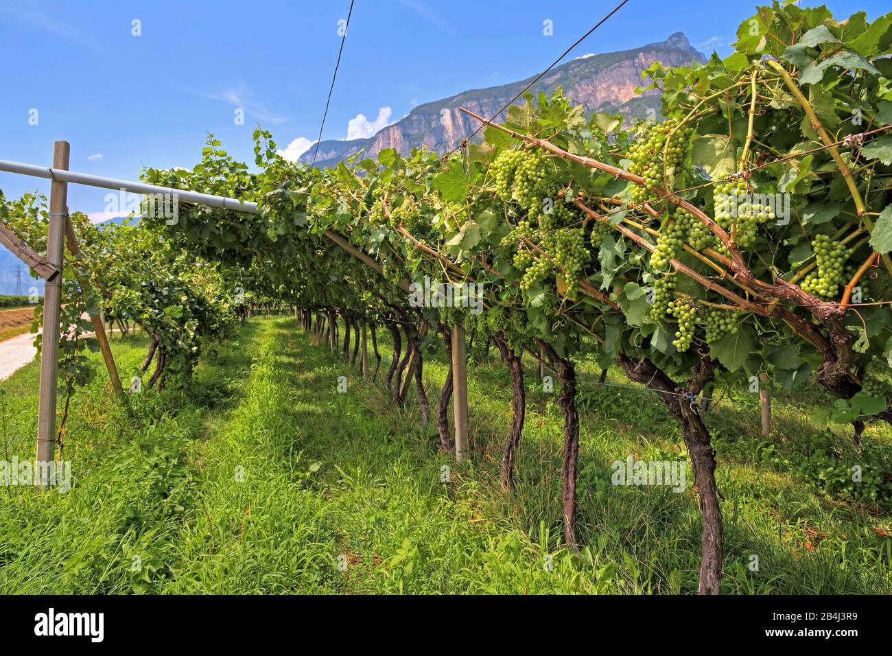 Wine fields on the Trentino wine route in the Adige valley at Rovere ...