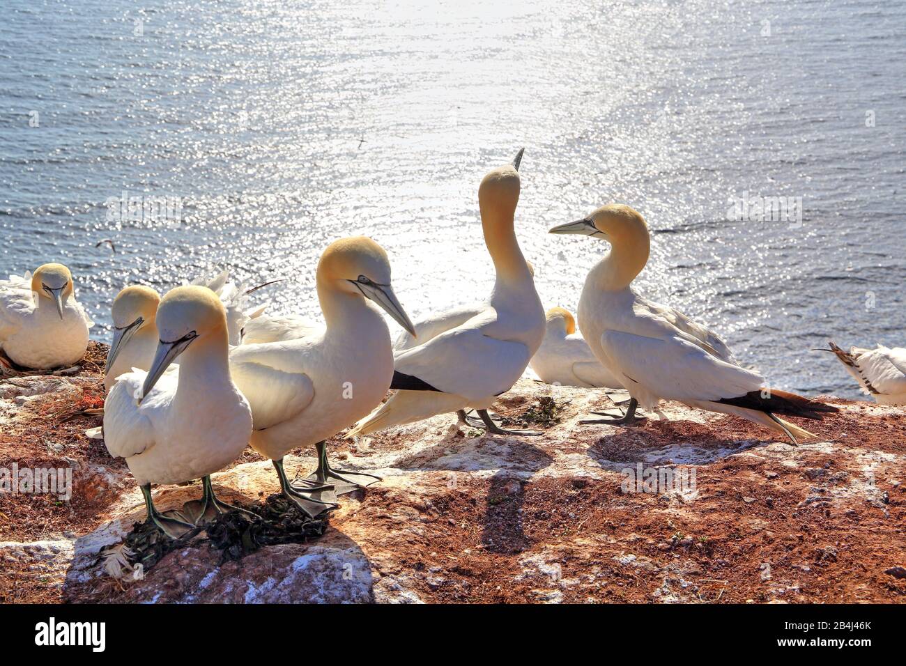 Gannets on german island heligoland hi-res stock photography and images ...