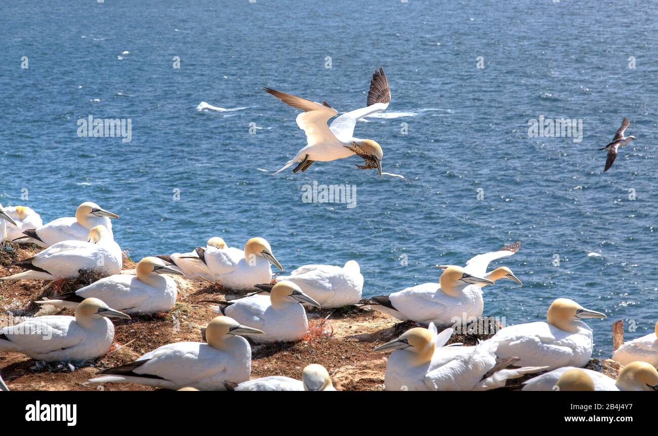 Gannets on german island heligoland hi-res stock photography and images ...