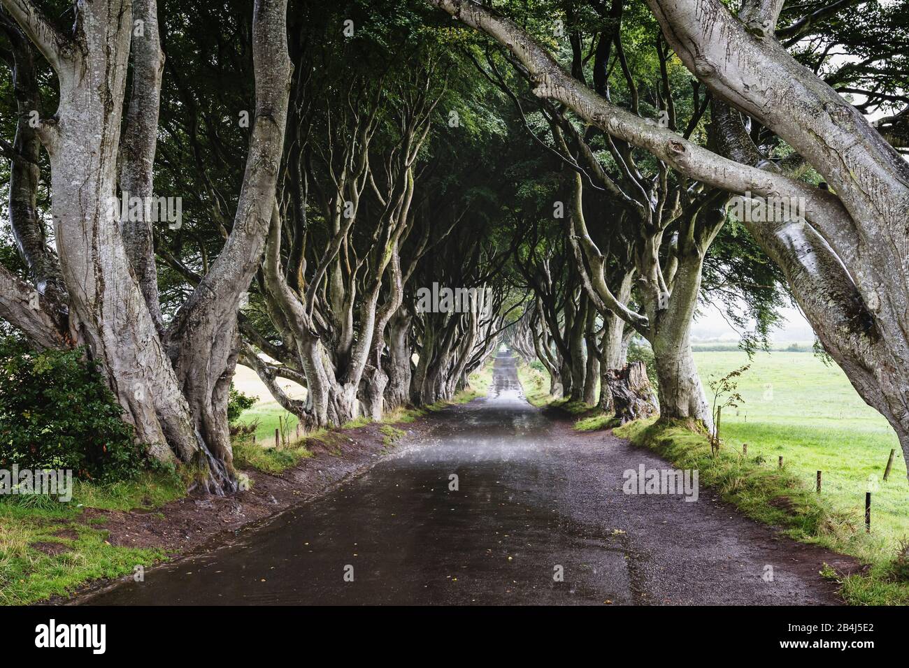 The Dark Hedges, Avenue, Game of Thrones, Northern Ireland, United ...