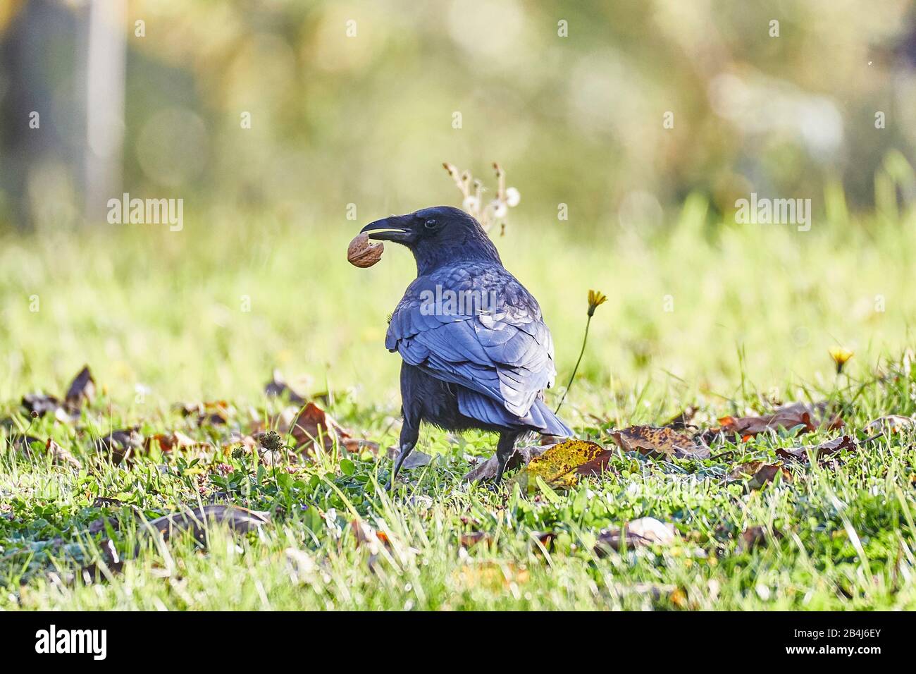 Has a beak in plumage hi-res stock photography and images - Alamy