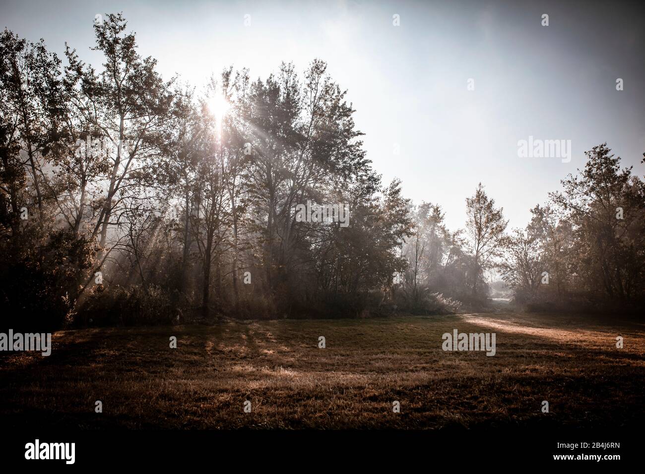 Sunbeams through trees hi-res stock photography and images - Alamy