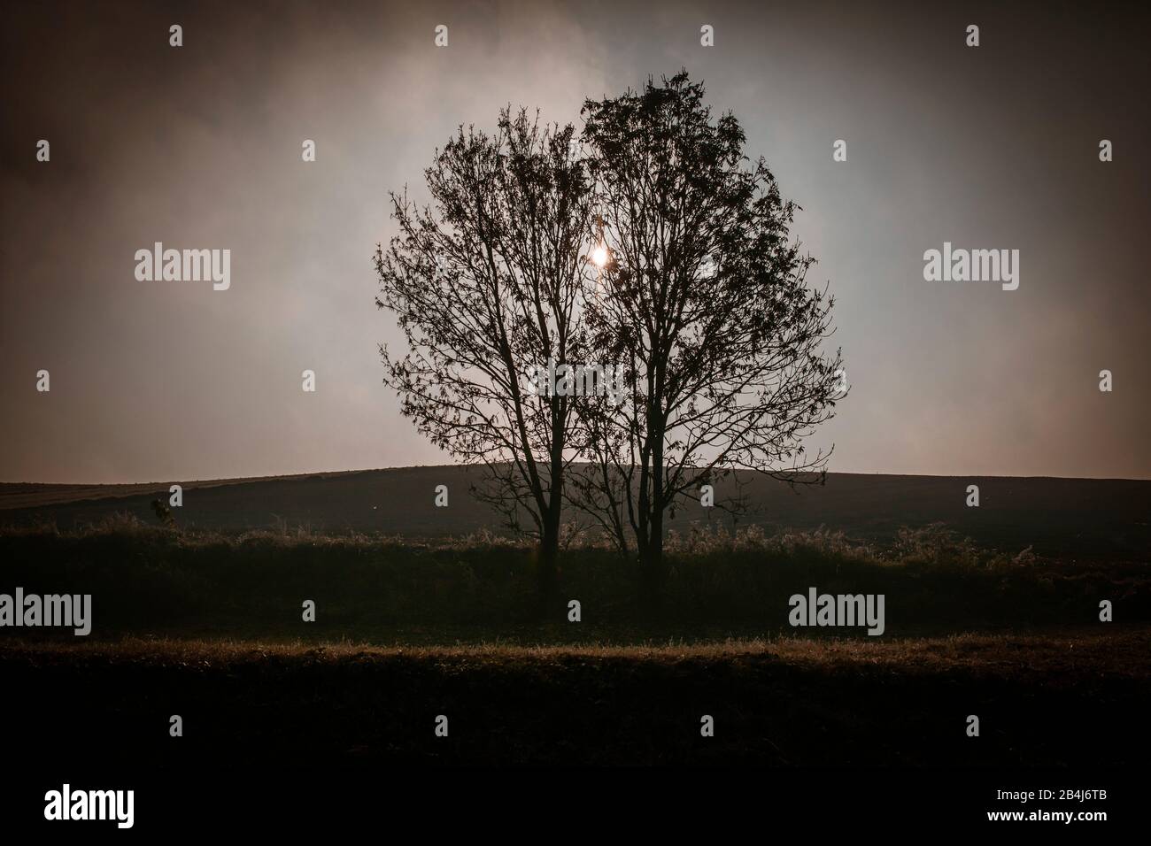 Sun behind the tree hi-res stock photography and images - Alamy