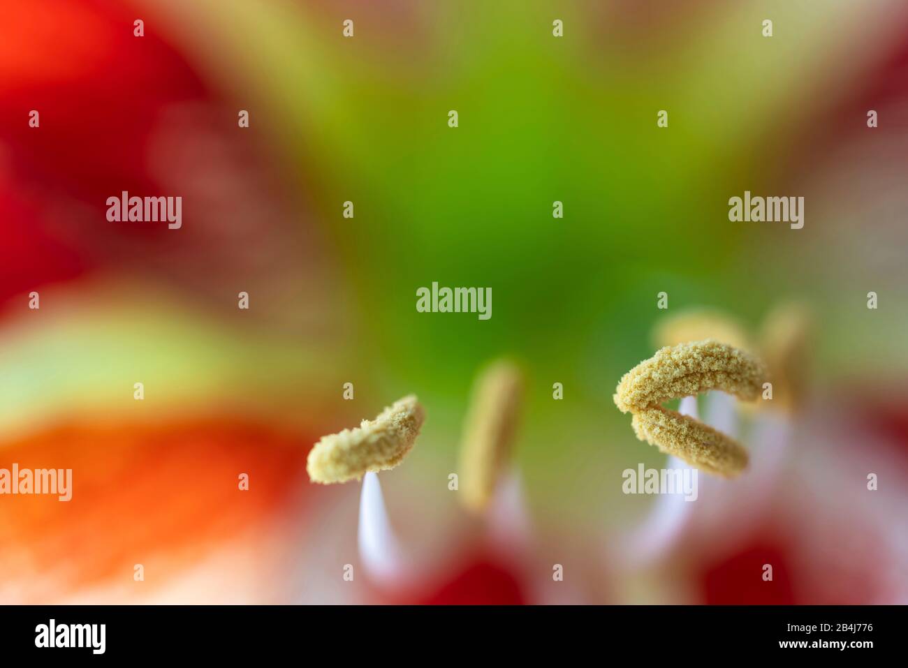 Pollen catcher hi-res stock photography and images - Alamy