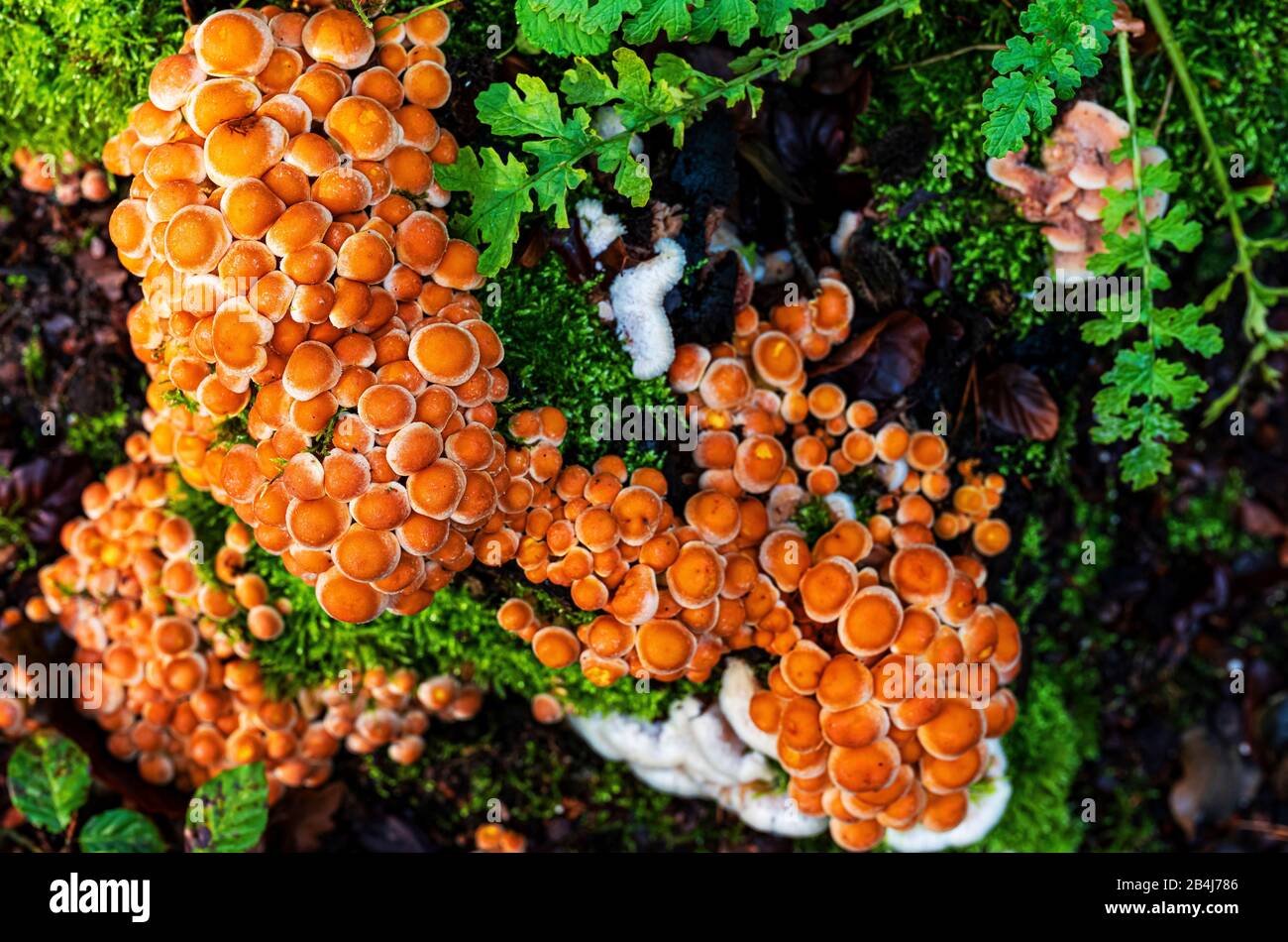 brick cap mushrooms, Hypholoma lateritium Stock Photo - Alamy