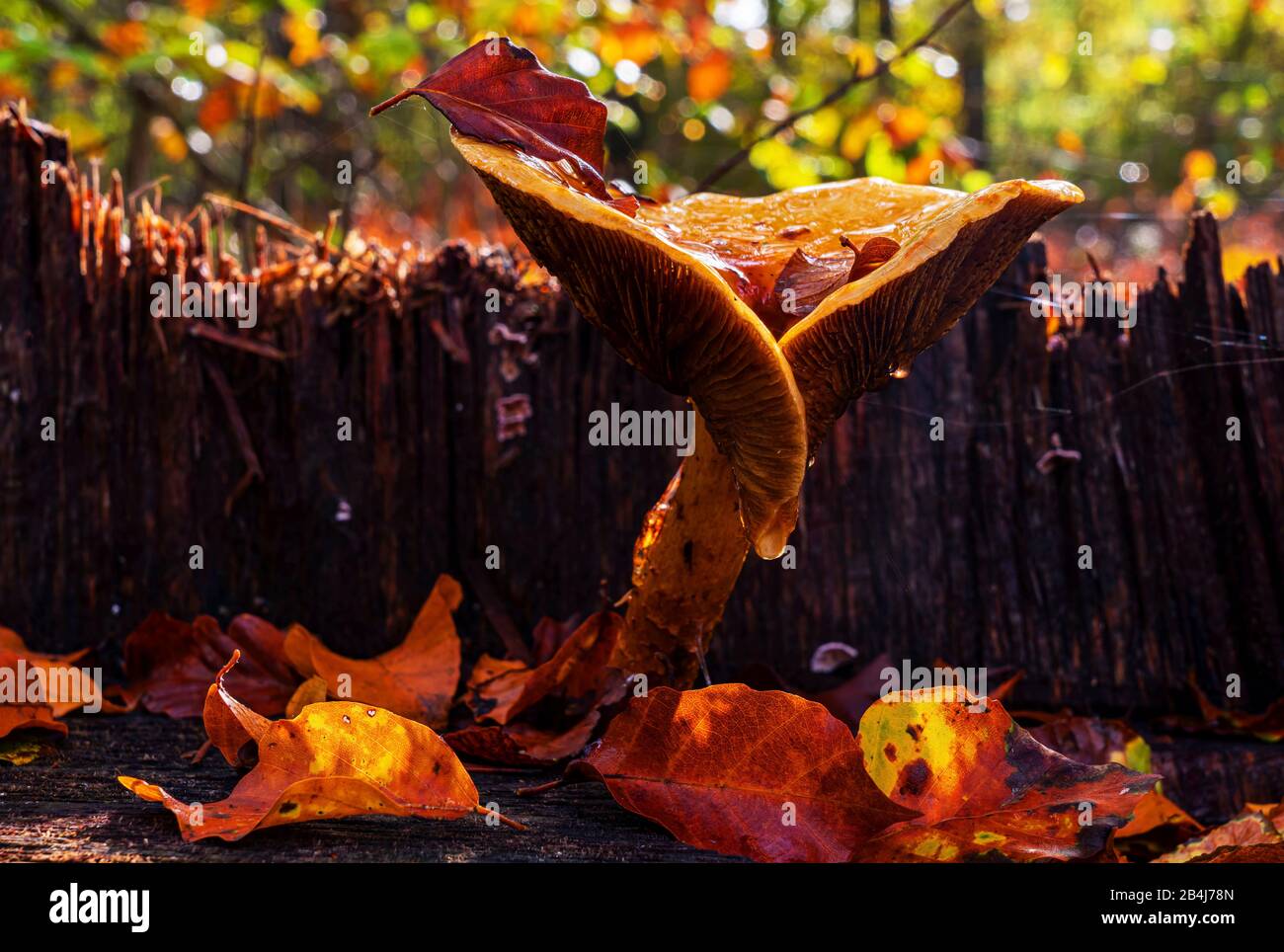 Paxillus involutus, commonly known as the brown roll-rim, common roll ...