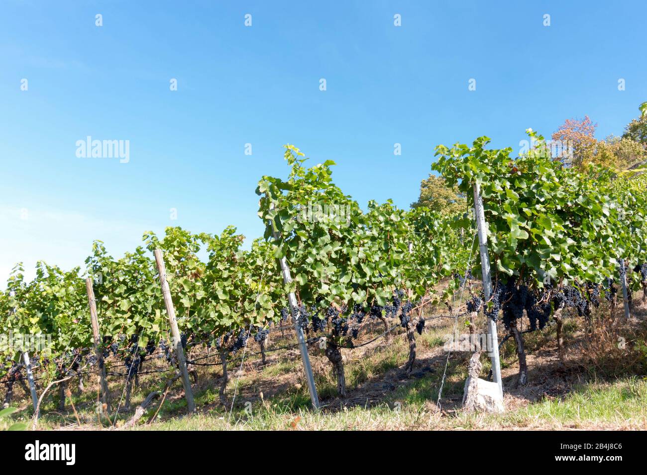 Saale unstrut wine hi-res stock photography and images - Alamy