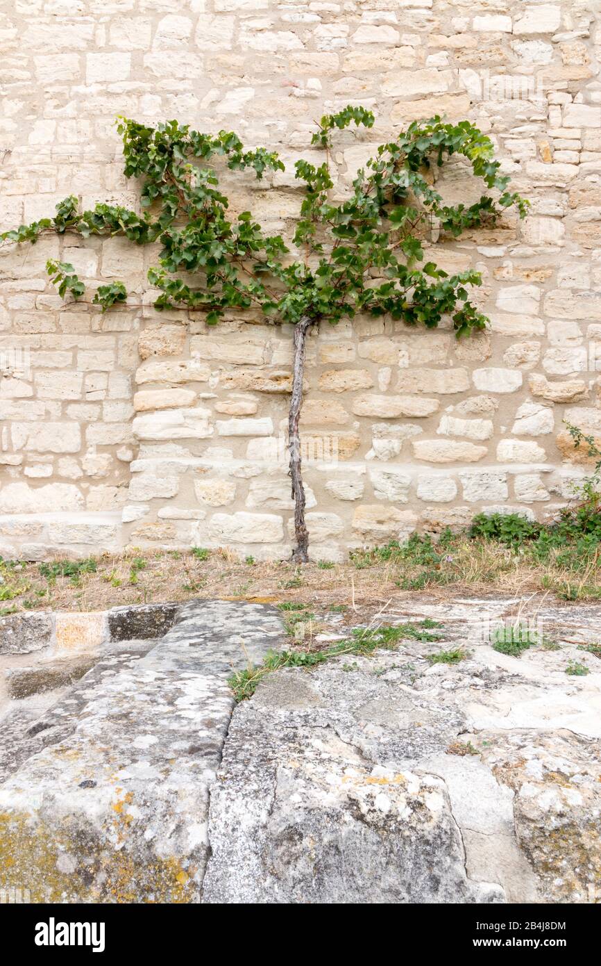 View of a grapevine Stock Photo - Alamy
