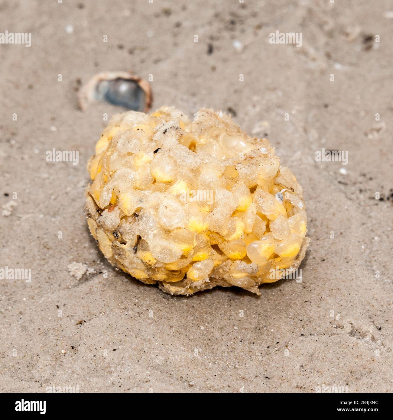 north sea, flotsam and jetsam Stock Photo - Alamy