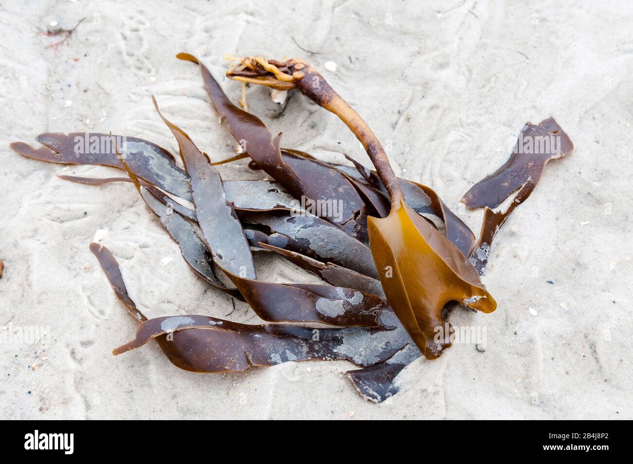 north sea, flotsam and jetsam Stock Photo - Alamy