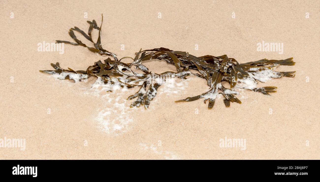 north sea, flotsam and jetsam Stock Photo - Alamy