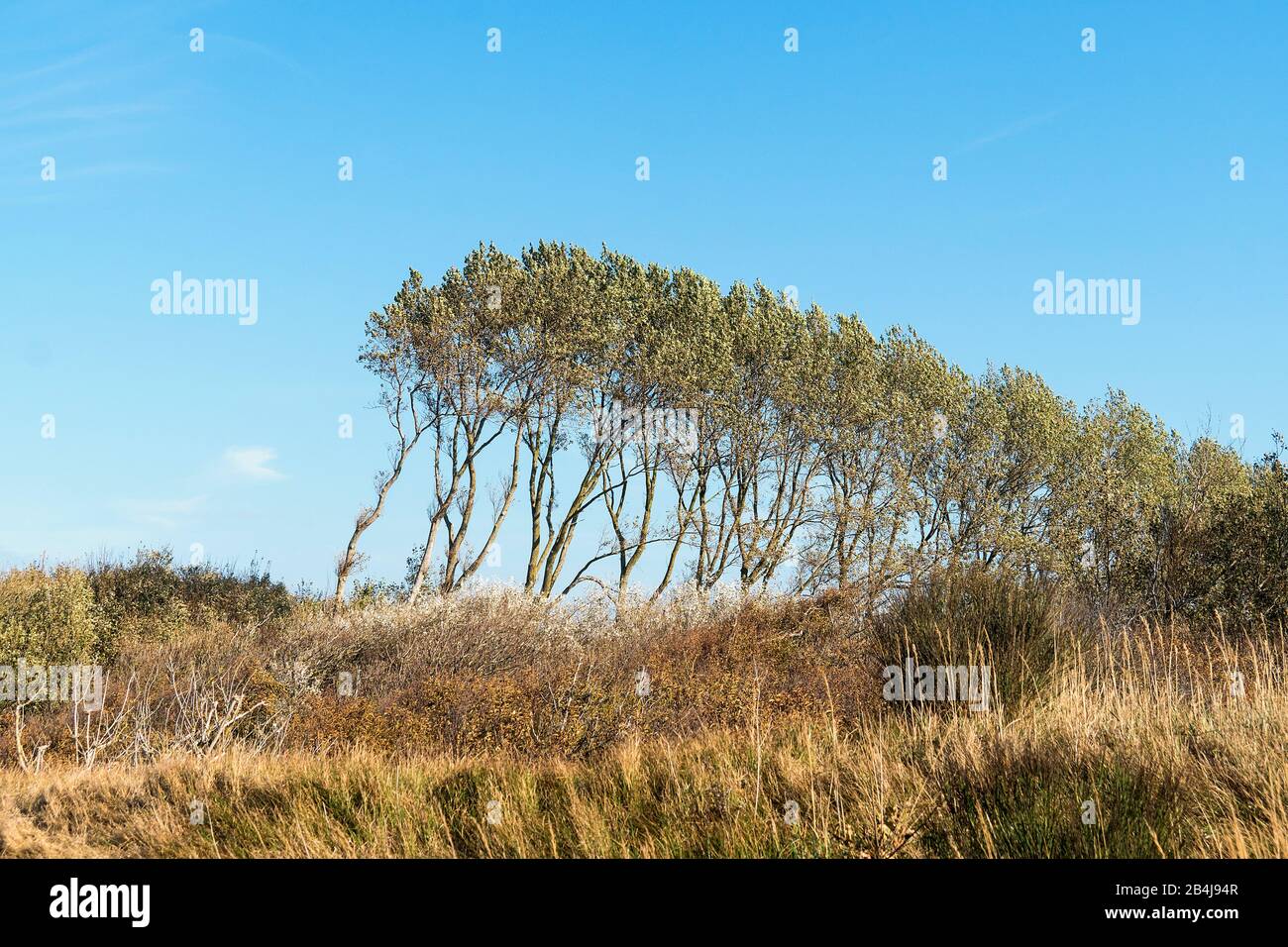 Pappelallee hi-res stock photography and images - Alamy