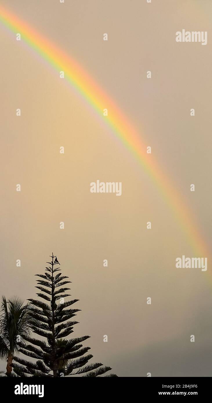 Early Morning Rainbow with tree Stock Photo - Alamy