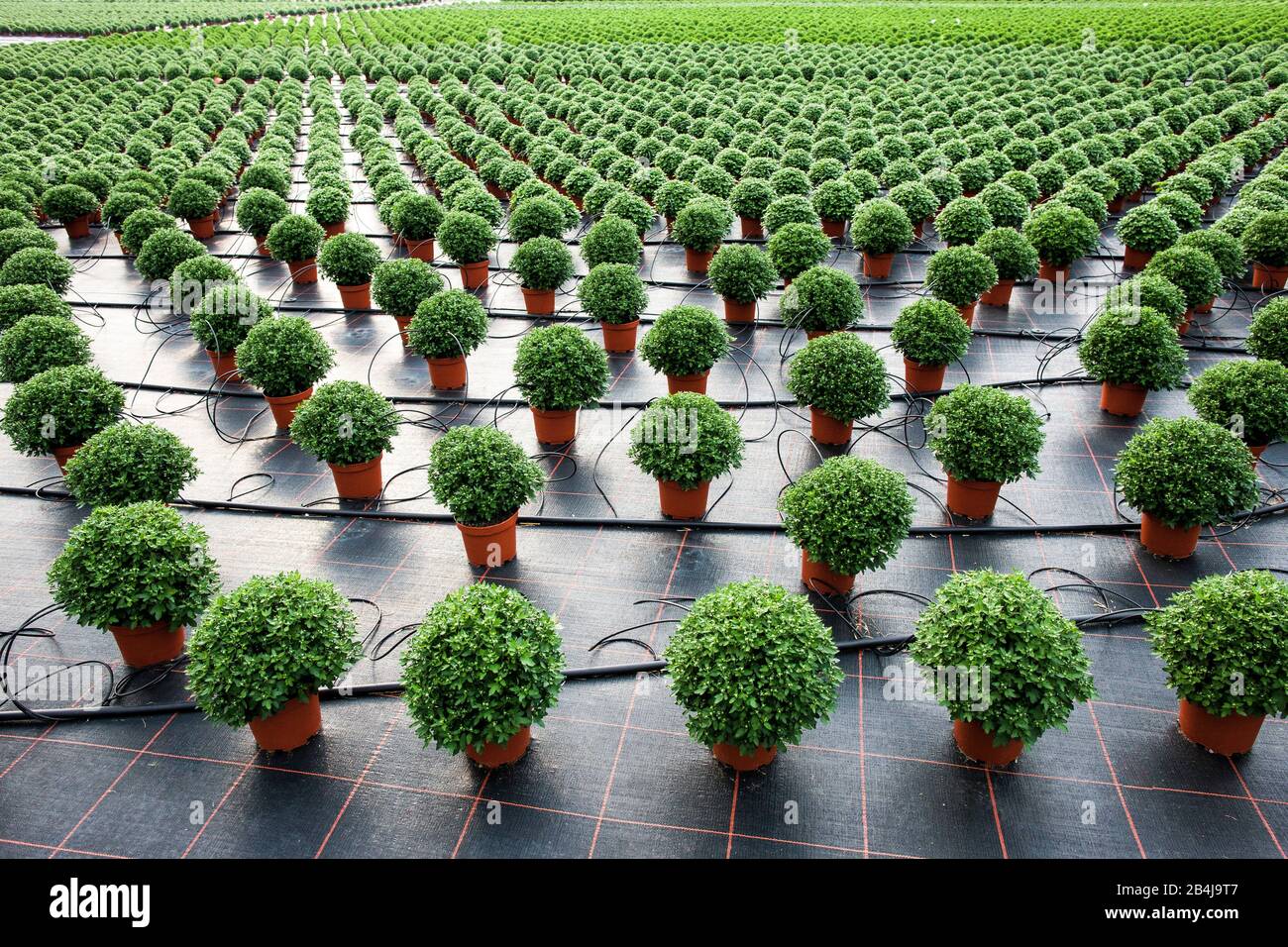 Plantation plantation with supply hoses hi-res stock photography and ...