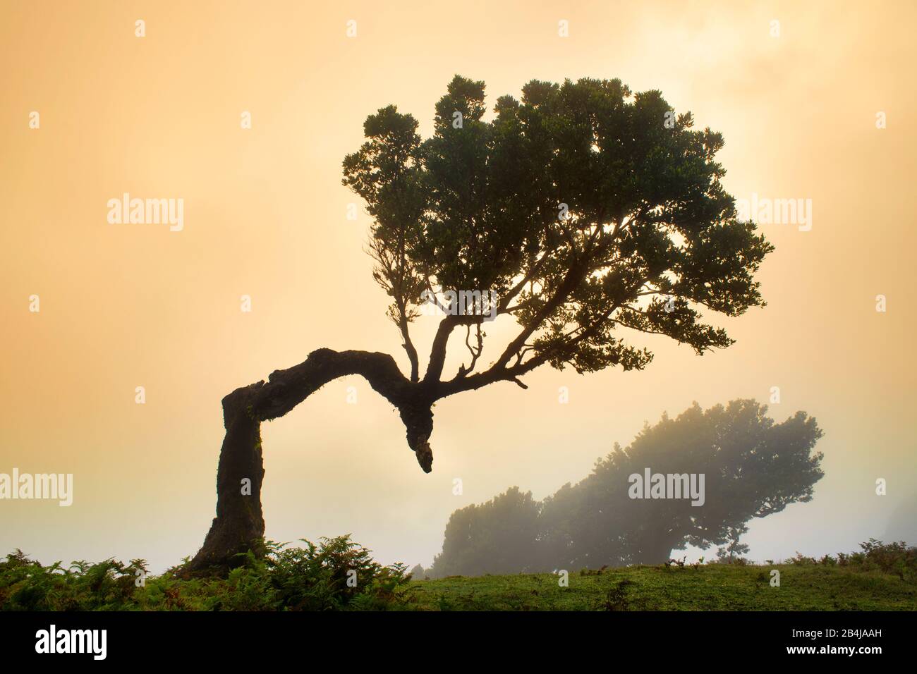 Old laurel forest, also Laurissilva forest, with stinkberry trees ...