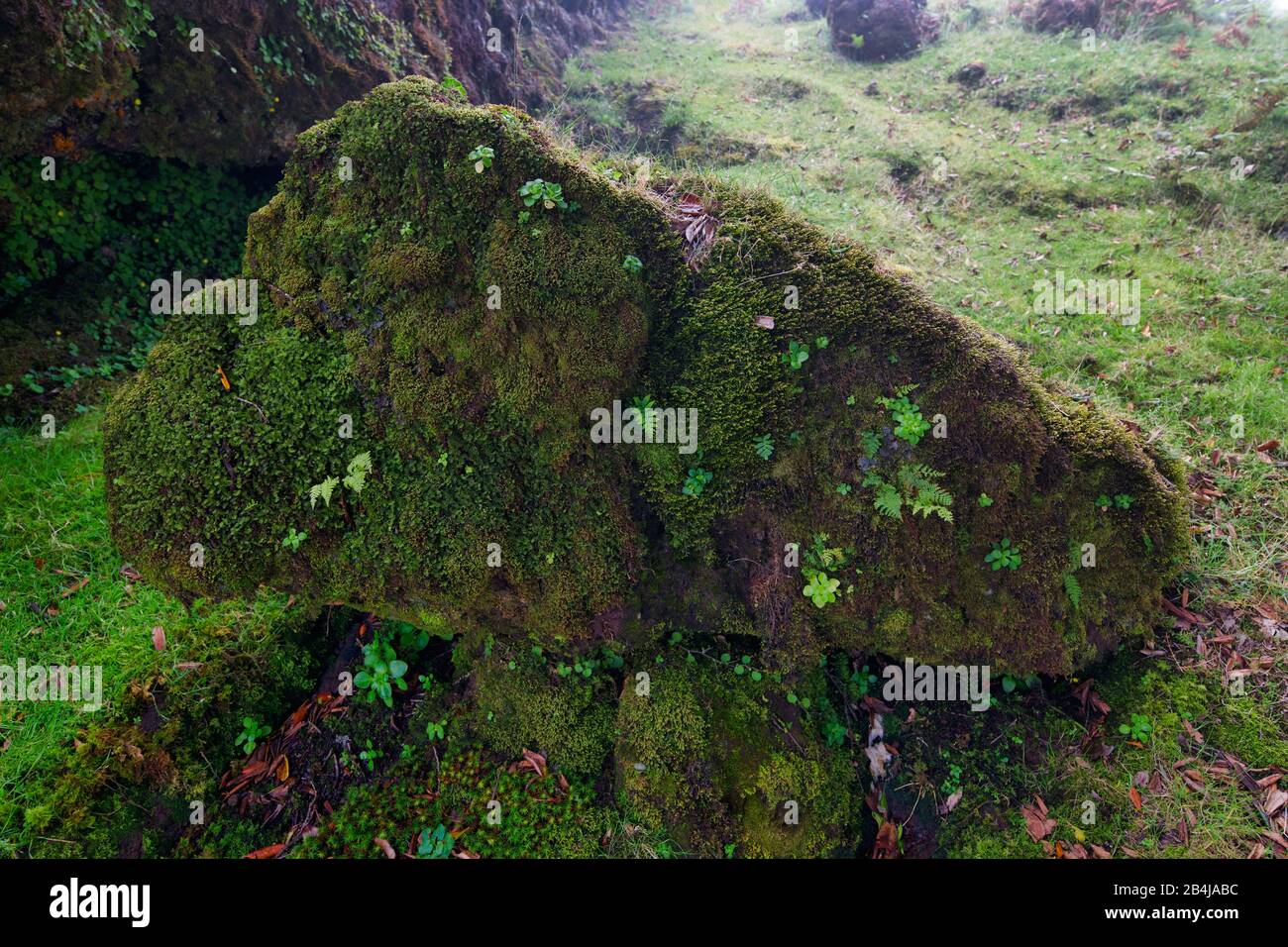 Old laurel trees hi-res stock photography and images - Alamy