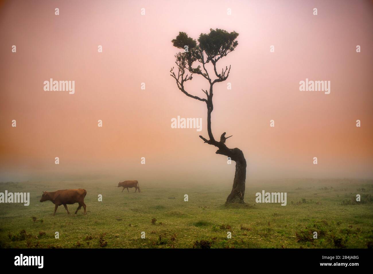 Scary cows hi-res stock photography and images - Alamy