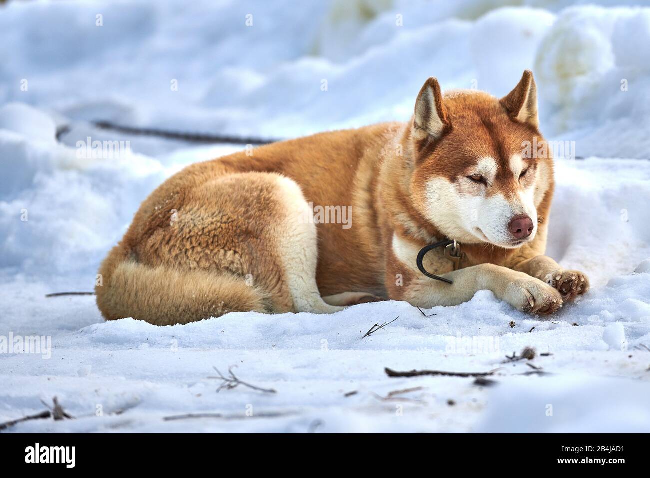 Siberian ,Husky dog outdoors. Portrait of a husky dog in nature. Close ...