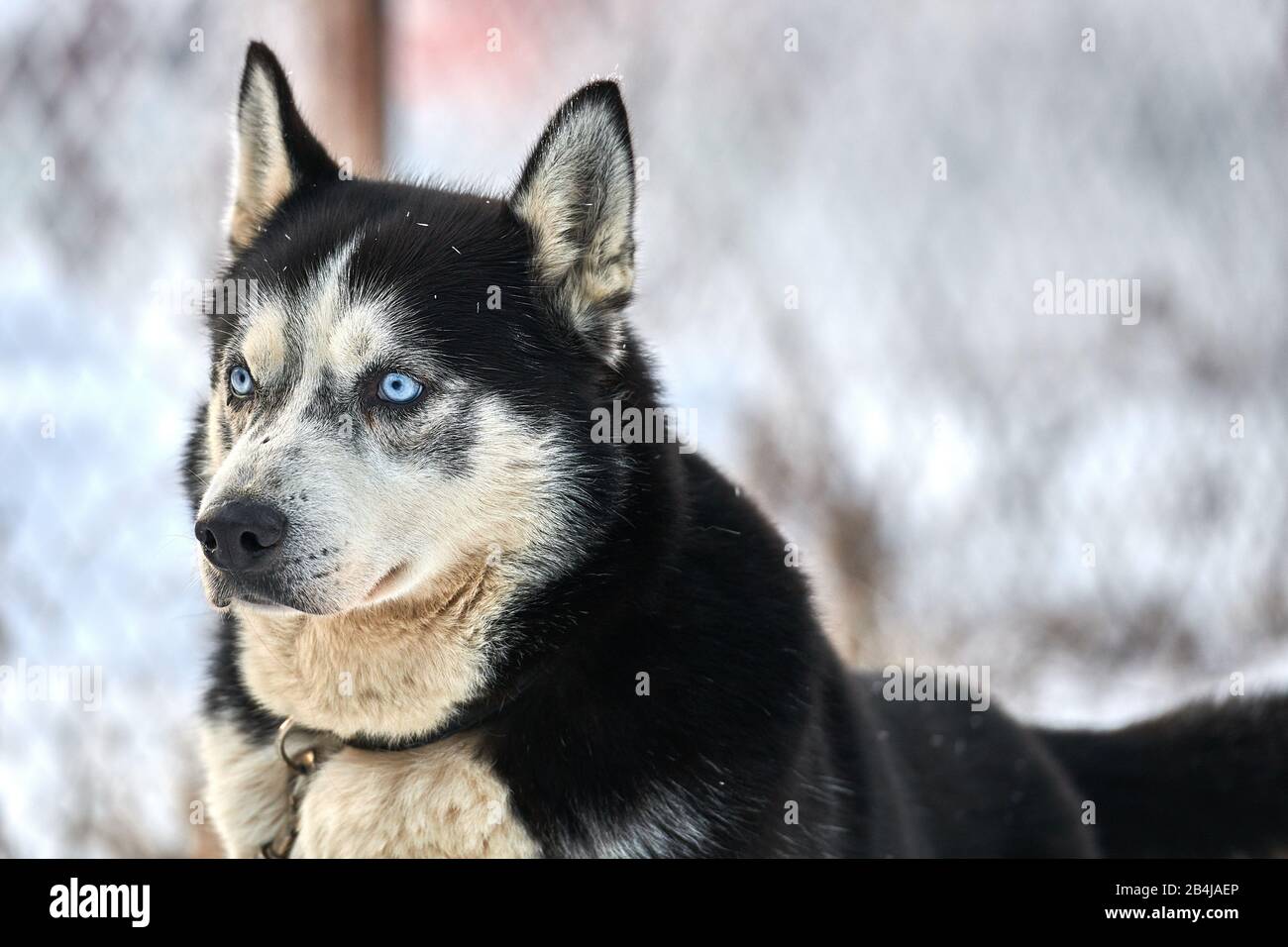 Siberian ,Husky dog outdoors. Portrait of a husky dog in nature. Close ...