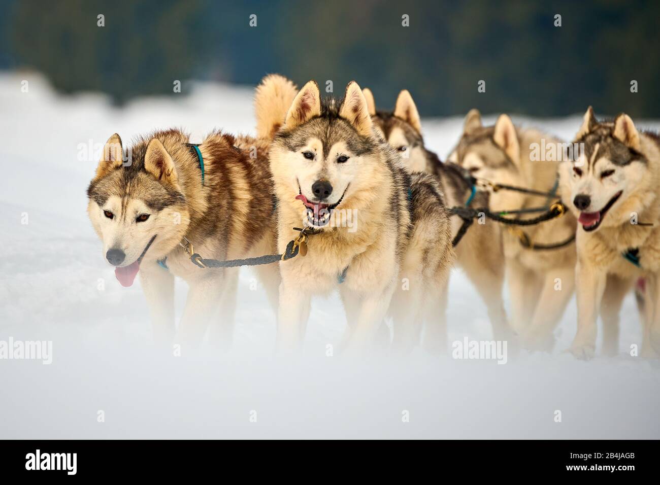 How Fast Can Huskies Run