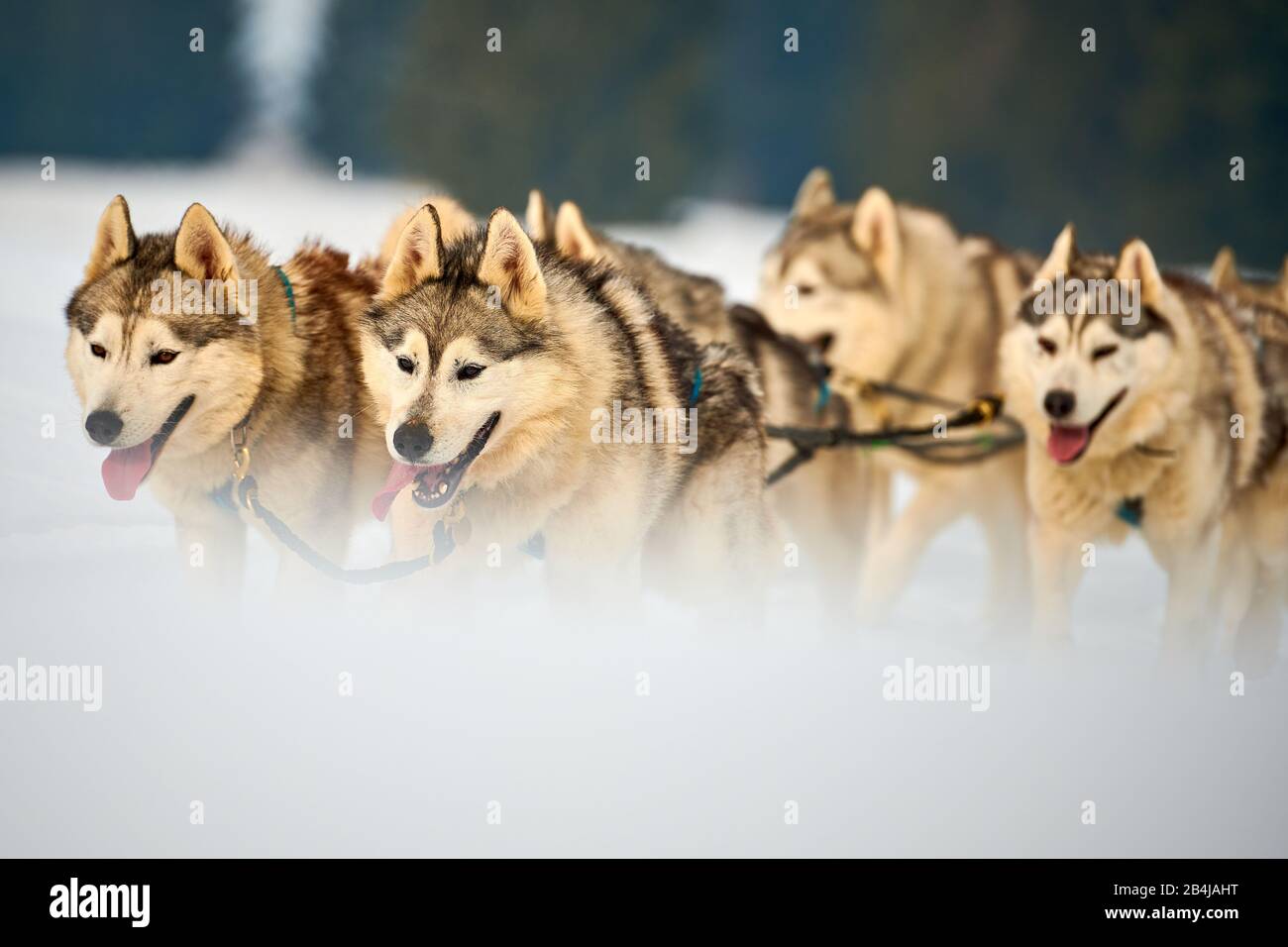 Alaskan malamute sled dog team hi-res stock photography and images - Alamy