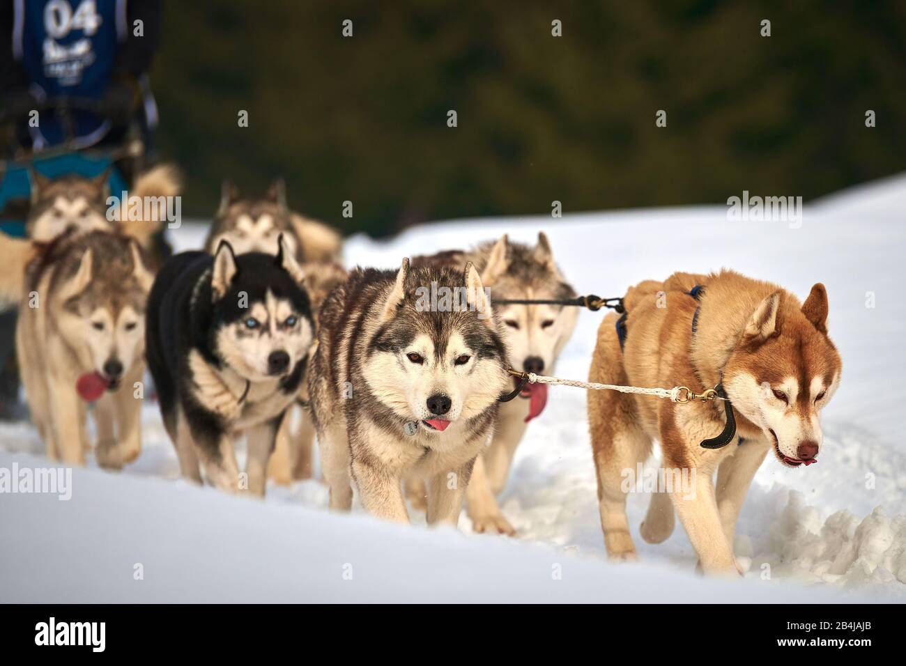 Siberian Husky dogs outdoors, Portrait of a husky dogs participating in ...