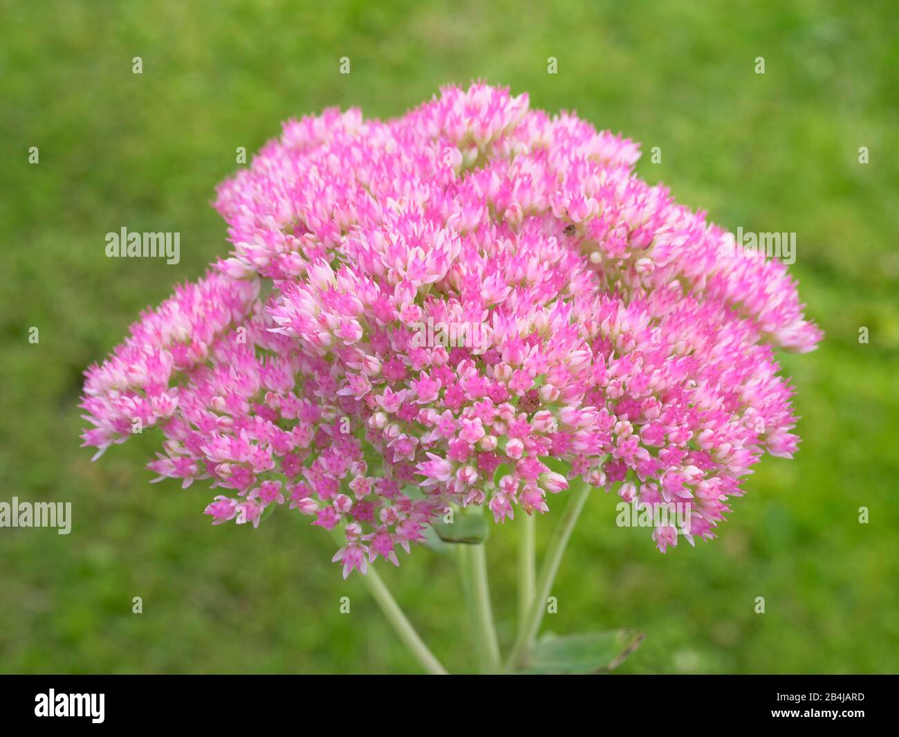 orpine / stonecrop (Sedum telephium) in the garden, Bavaria Germany ...
