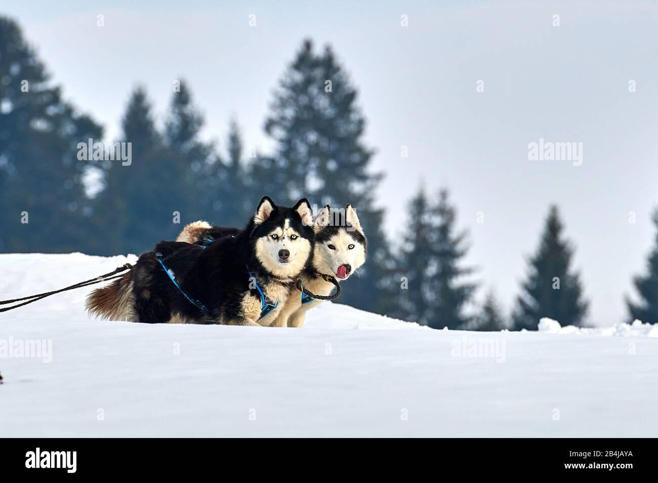 Handsome Dogs High Resolution Stock Photography and Images - Alamy
