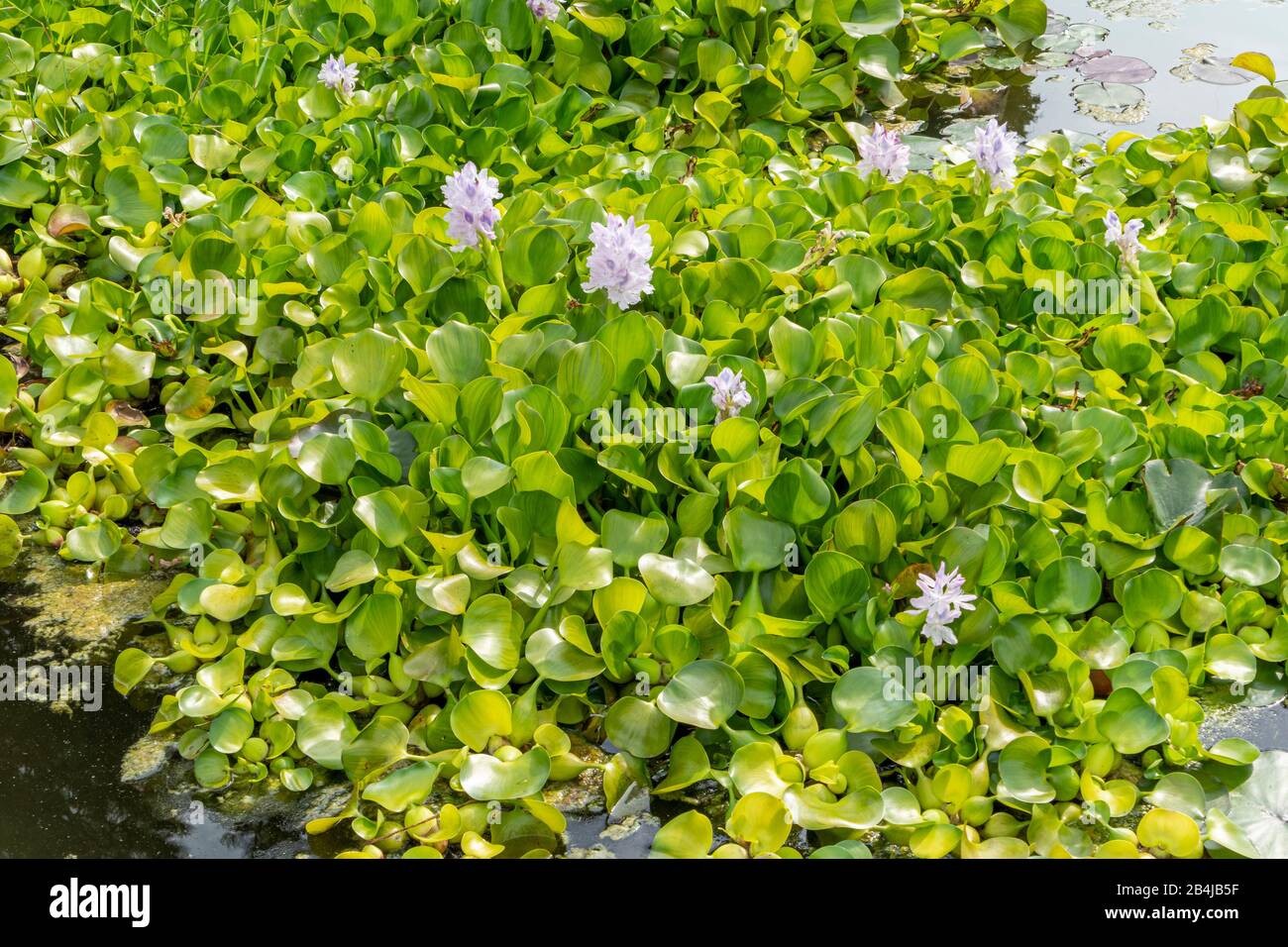 Blooming Water Hyacinth (Eichhornia crassipes) in a pond, Valeggio sul ...
