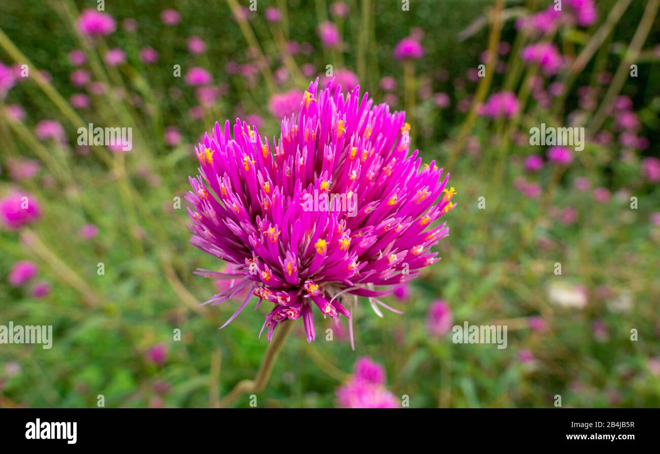 Hot pink cute globe amaranth hi-res stock photography and images - Alamy