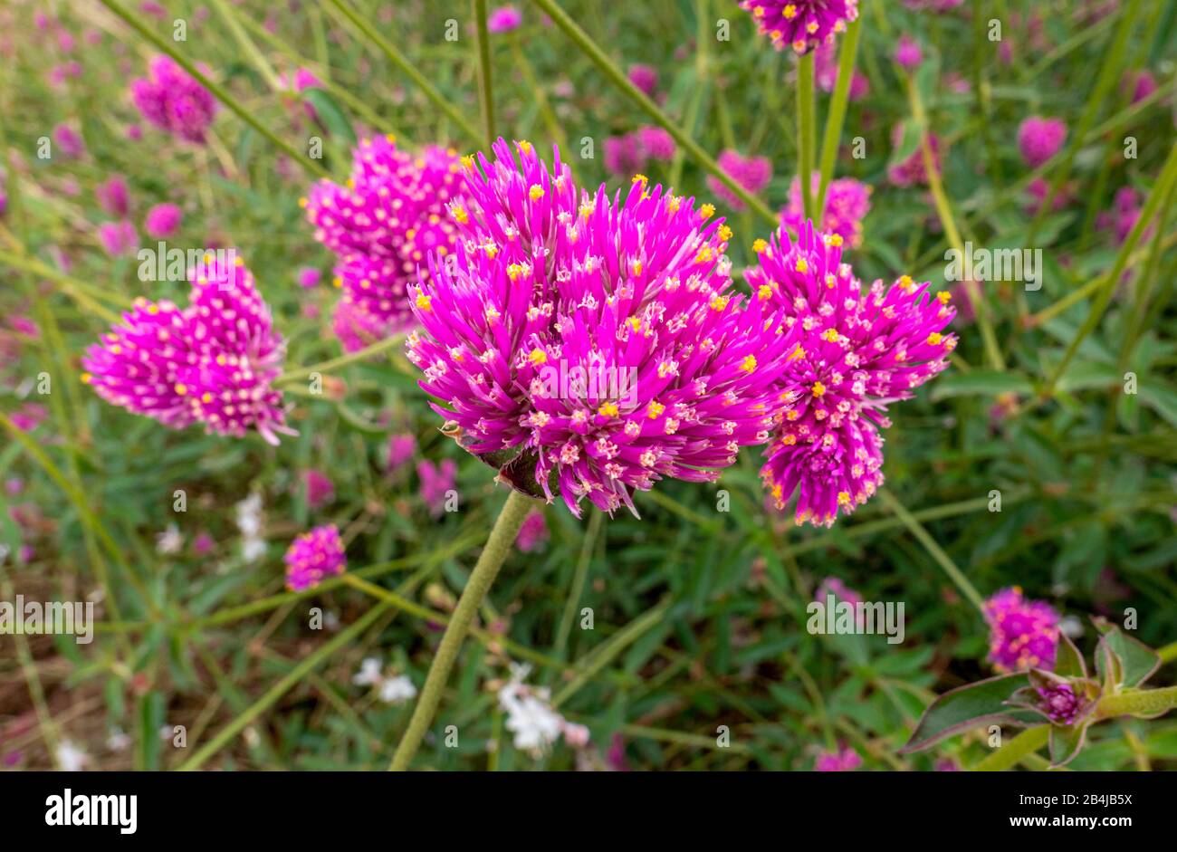Hot pink cute globe amaranth hi-res stock photography and images - Alamy