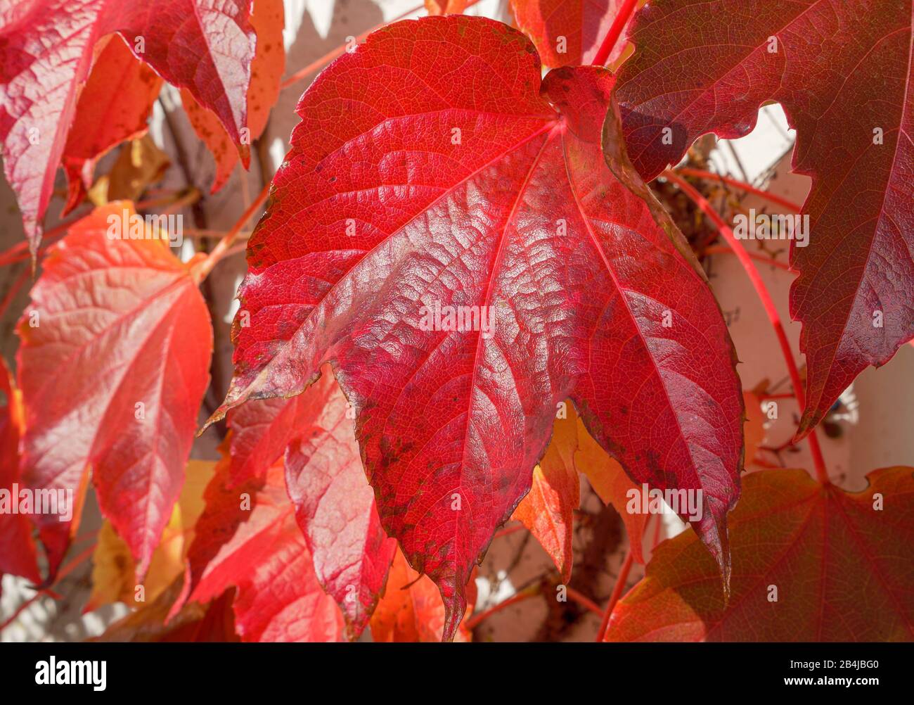 Autumnally colored red vine leaves vitis vinifera hi-res stock ...