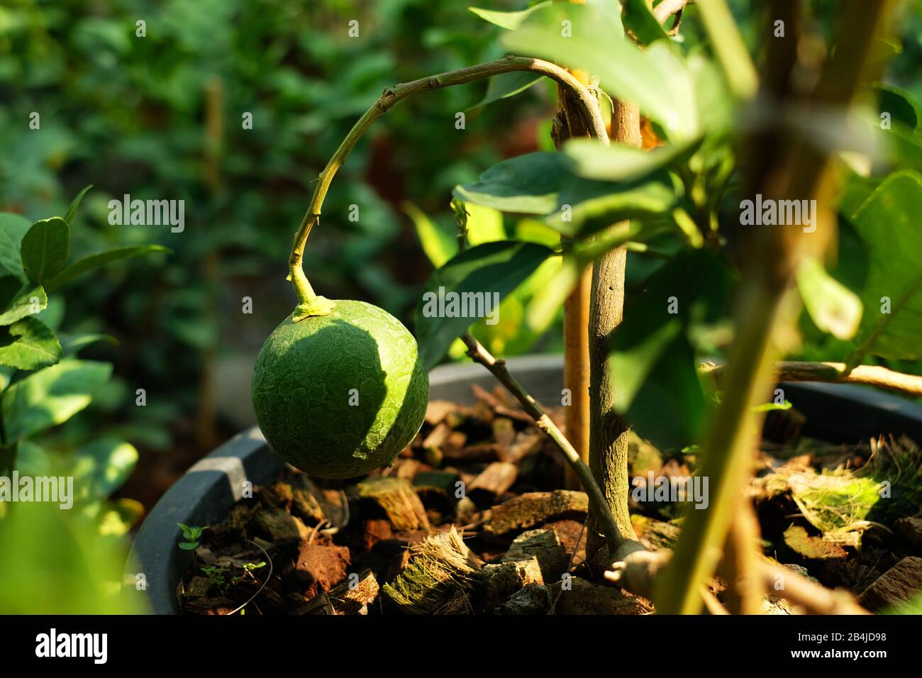 Fruit lemon stem hi-res stock photography and images - Alamy