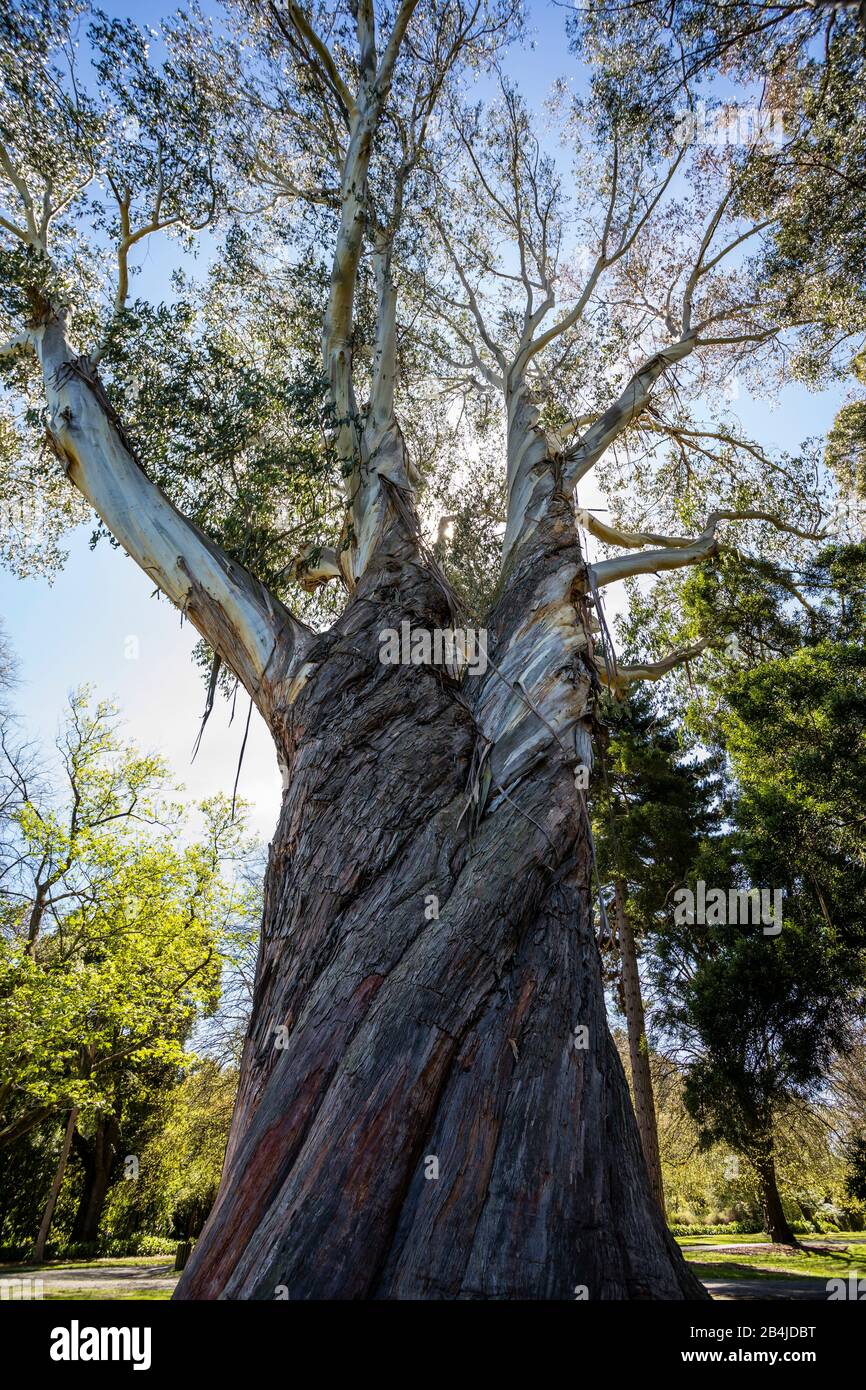 Big tree log hi-res stock photography and images - Alamy
