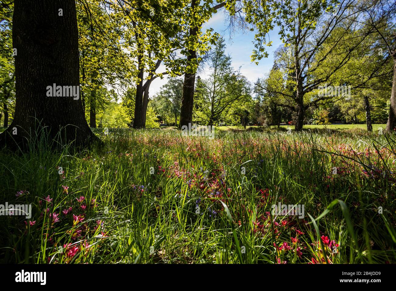 New zealand flower field hi-res stock photography and images - Alamy