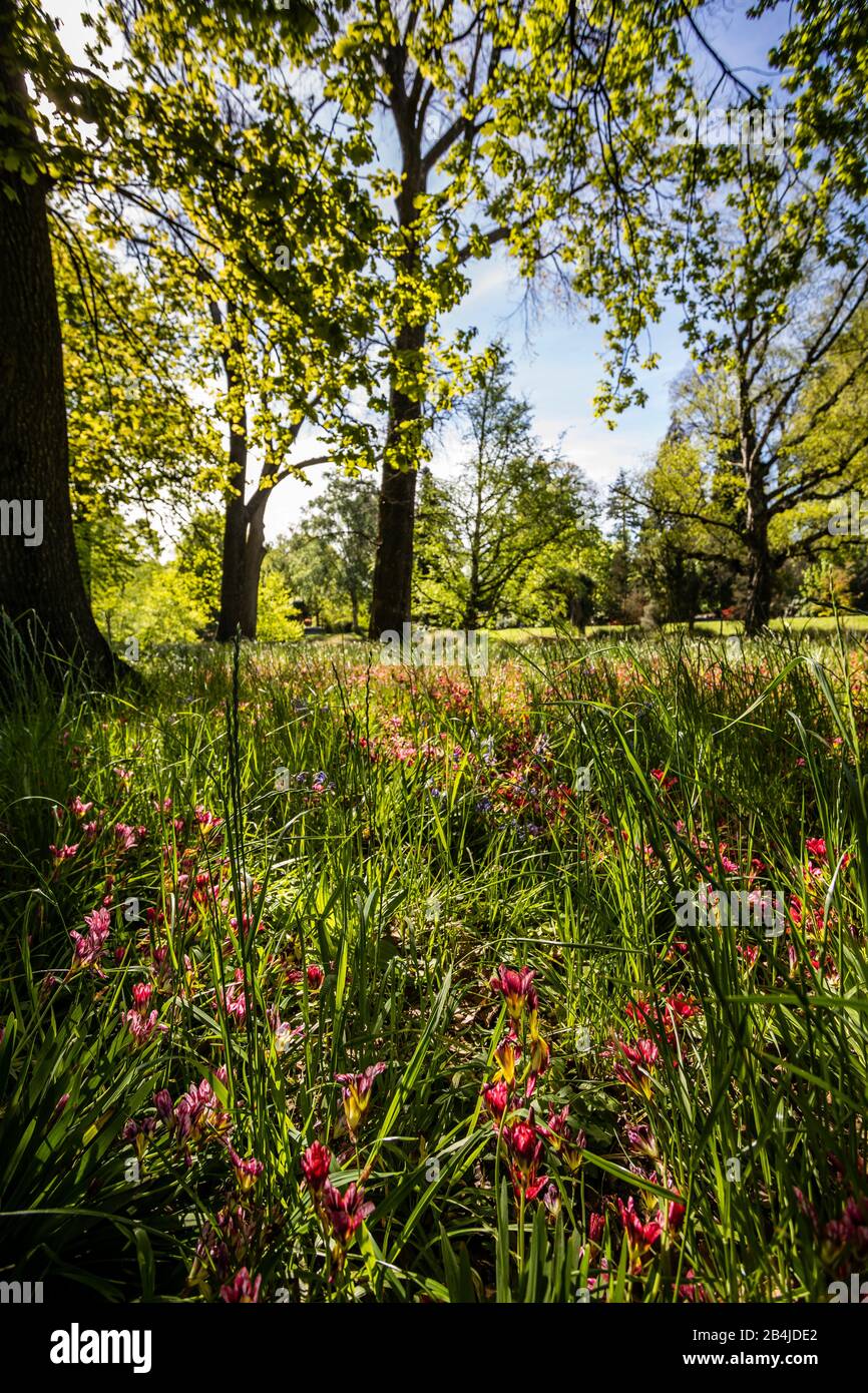 Flower field in Christchurch Botanic Gardens, New Zealand South Island ...